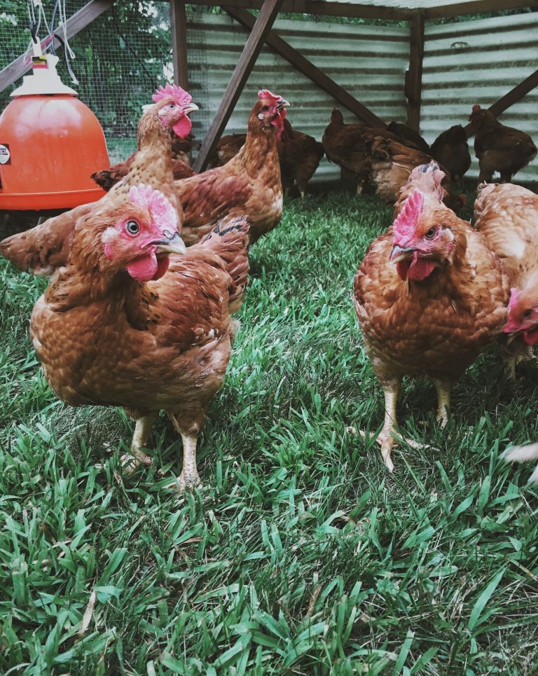 Raising Pastured Meat Chickens Landing Page - The Homesteading RD ...